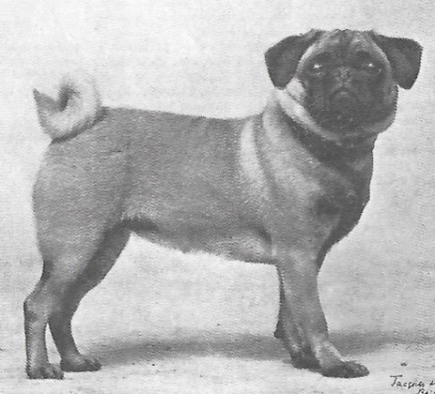 Mopshond - Koninklijke Nederlandse Kennelclub "Cynophilia"