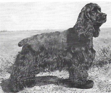 Amerikaanse Cocker Spaniel - Koninklijke Nederlandse Kennelclub ...