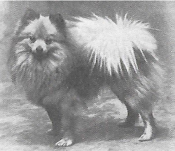 Kleine Keeshond - Koninklijke Nederlandse Kennelclub "Cynophilia"