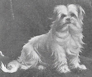 Maltezer - Koninklijke Nederlandse Kennelclub "Cynophilia"