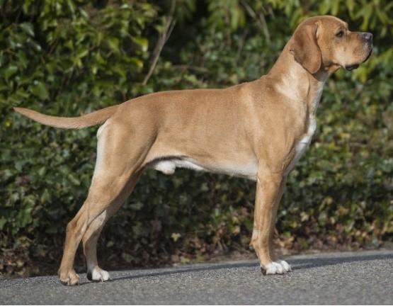 Portugese Pointer - Koninklijke Nederlandse Kennelclub "Cynophilia"