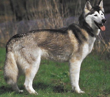Siberische Husky - Koninklijke Nederlandse Kennelclub "Cynophilia"