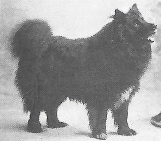 Finse Lappenhond - Koninklijke Nederlandse Kennelclub "Cynophilia"