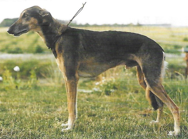 Chart Polski - Koninklijke Nederlandse Kennelclub "Cynophilia"