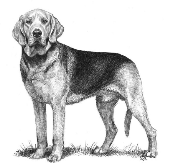 Ogar Polski - Koninklijke Nederlandse Kennelclub "Cynophilia"