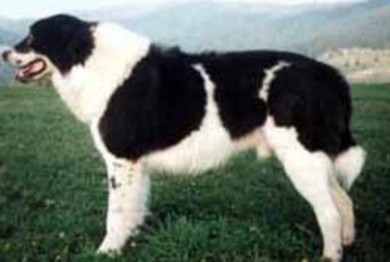 Ciobanesc Românesc De Bucovina - Koninklijke Nederlandse Kennelclub ...