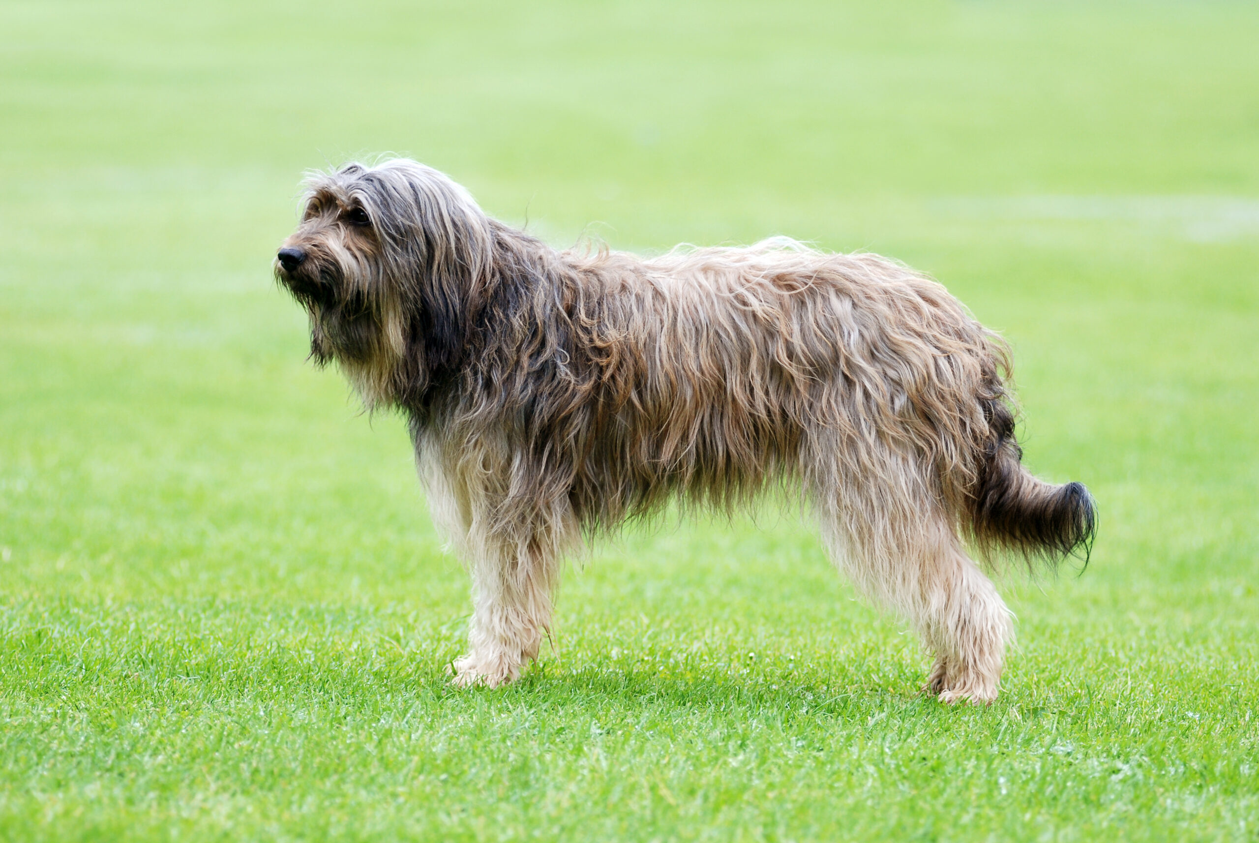 Gos D’Atura Catalá - Koninklijke Nederlandse Kennelclub "Cynophilia"