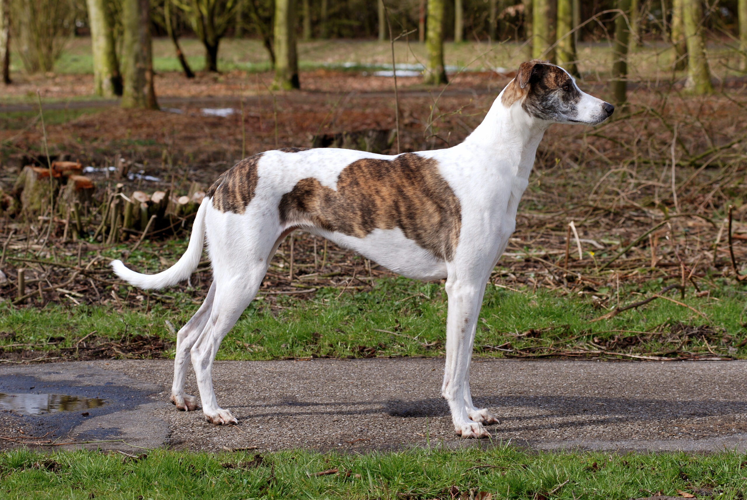 Magyar Agar - Koninklijke Nederlandse Kennelclub "Cynophilia"