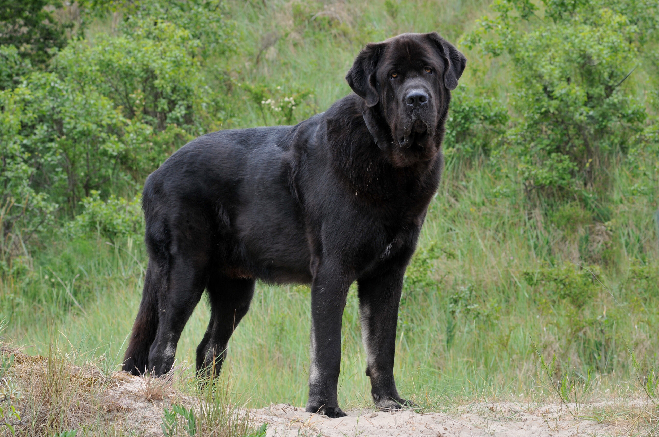 Mastin Español - Koninklijke Nederlandse Kennelclub "Cynophilia"