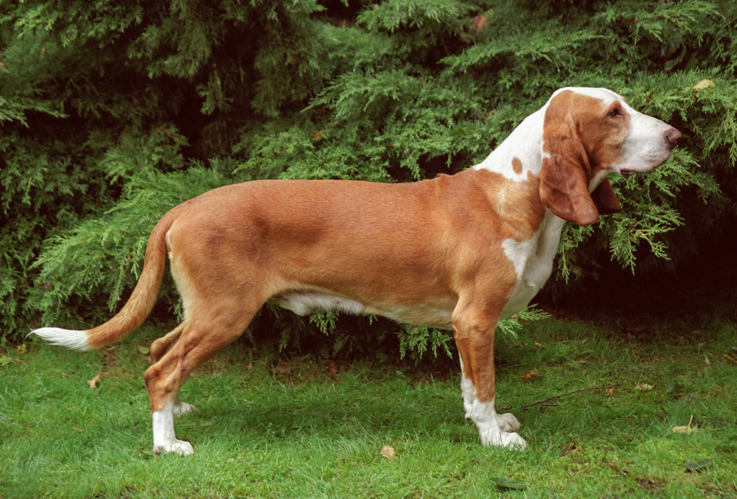 Sabueso Español - Koninklijke Nederlandse Kennelclub "Cynophilia"