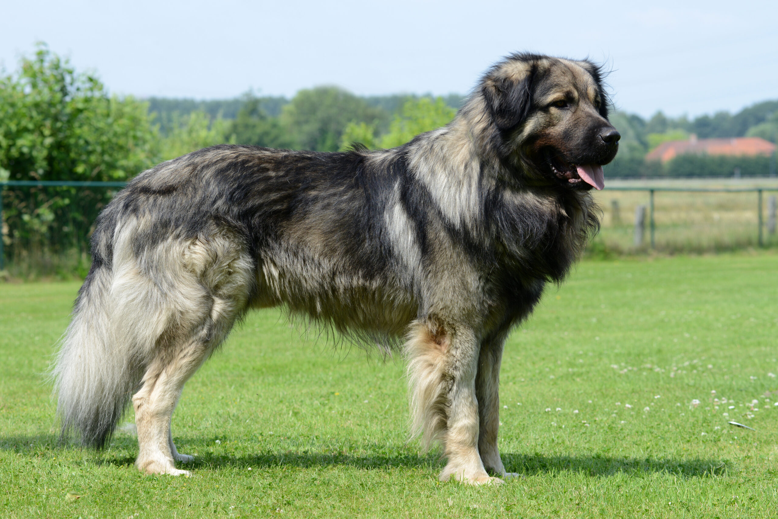 Sarplaninac - Koninklijke Nederlandse Kennelclub "Cynophilia"