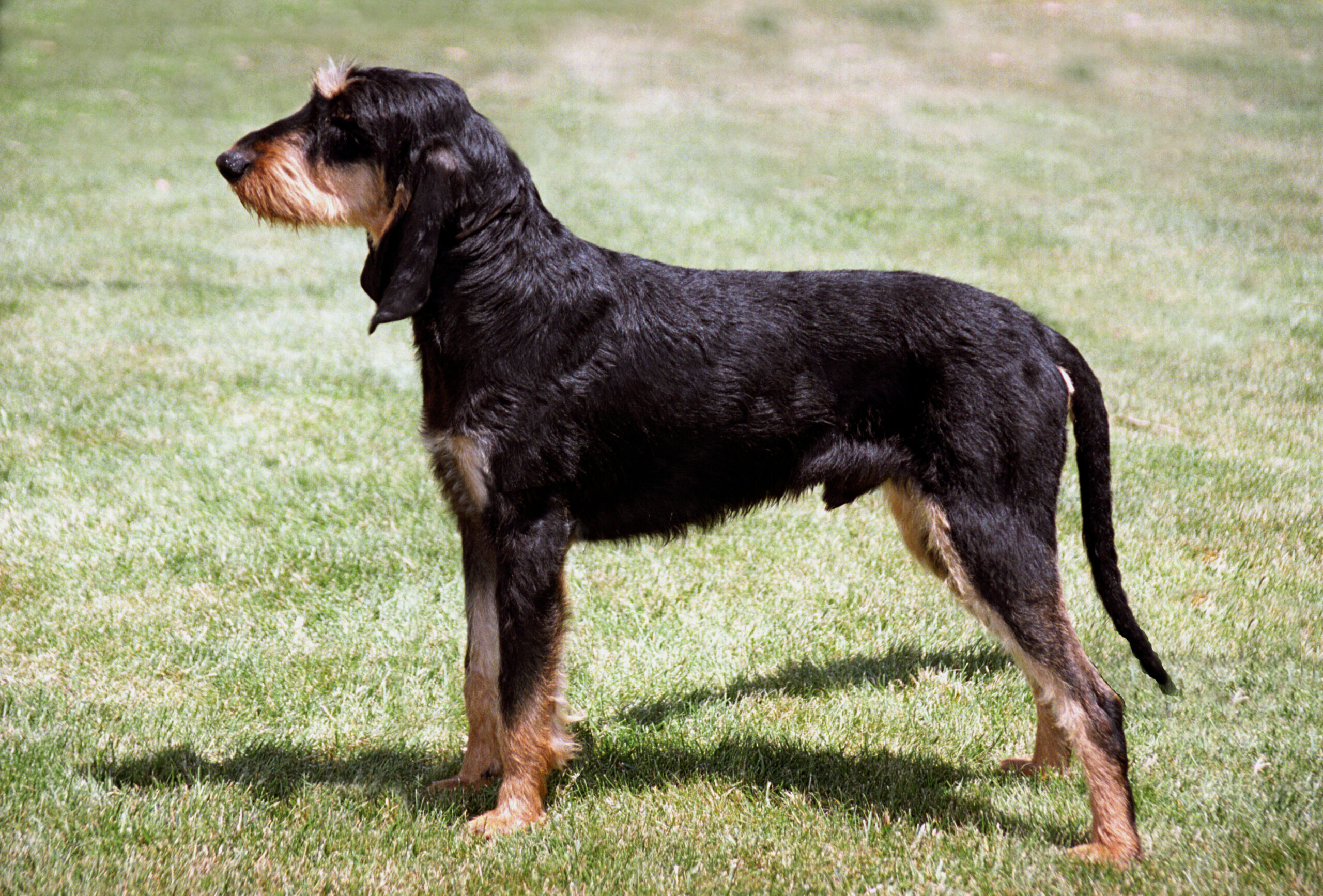 Segugio Italiano ruwhaar - Koninklijke Nederlandse Kennelclub "Cynophilia"