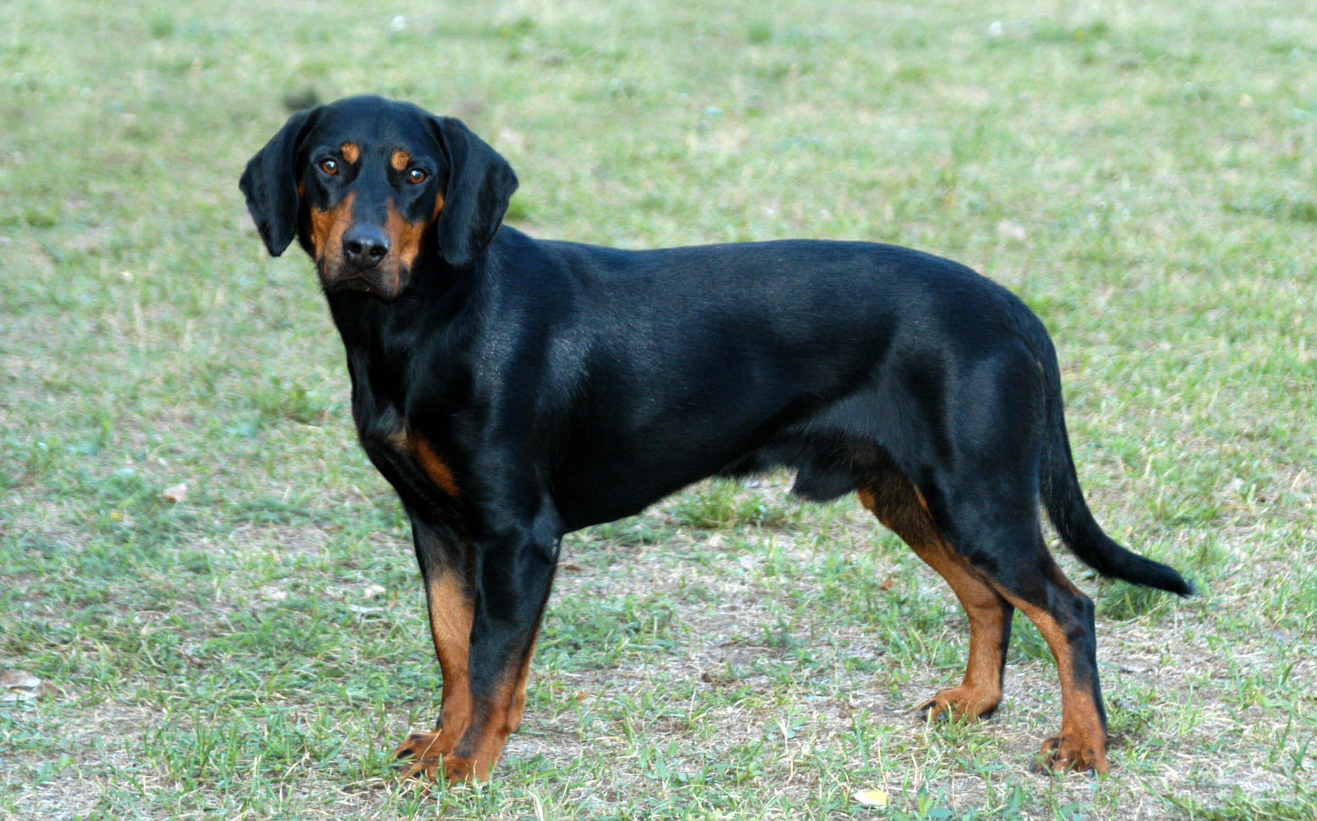 Slovenský Kopov - Koninklijke Nederlandse Kennelclub "Cynophilia"