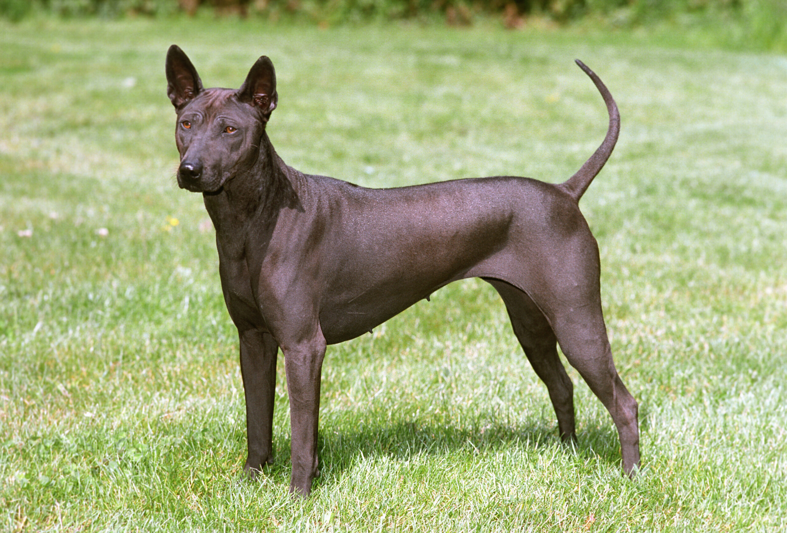 Thai Ridgeback - Koninklijke Nederlandse Kennelclub "Cynophilia"